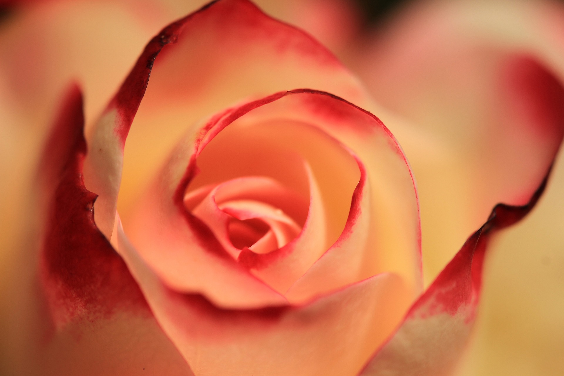 Rosensorten – Doveplanzen.ch
